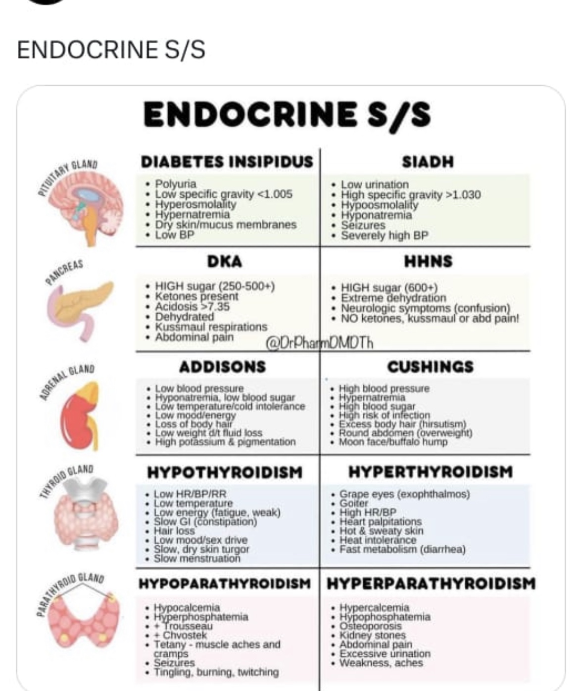 Endocrine – ECIPA Healthcare